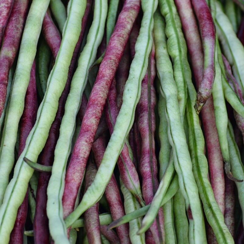 Beans Combopod – TERRABEAN