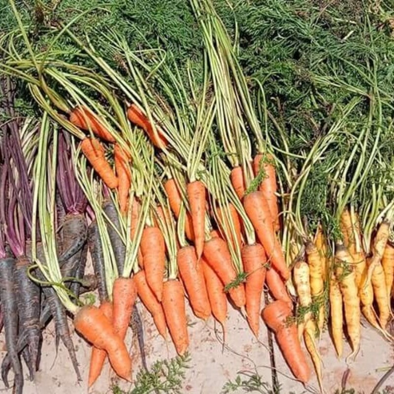 Carrot Combopod – TERRABEAN