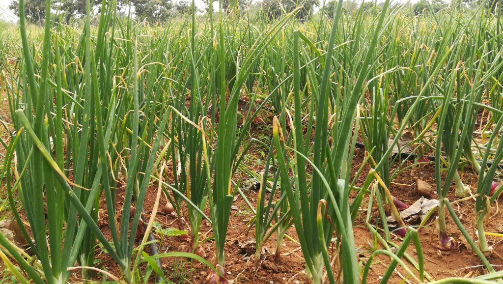 Tips on Seed Sowing and Potting Mix Preparation – TERRABEAN